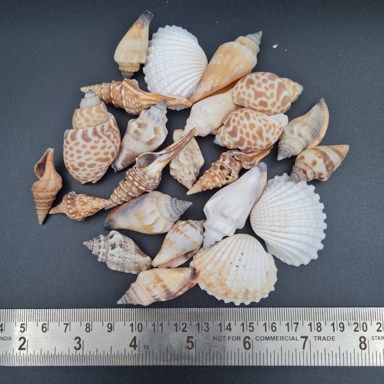 Arteria. Natural Sea Shells mix shapes Medium Size