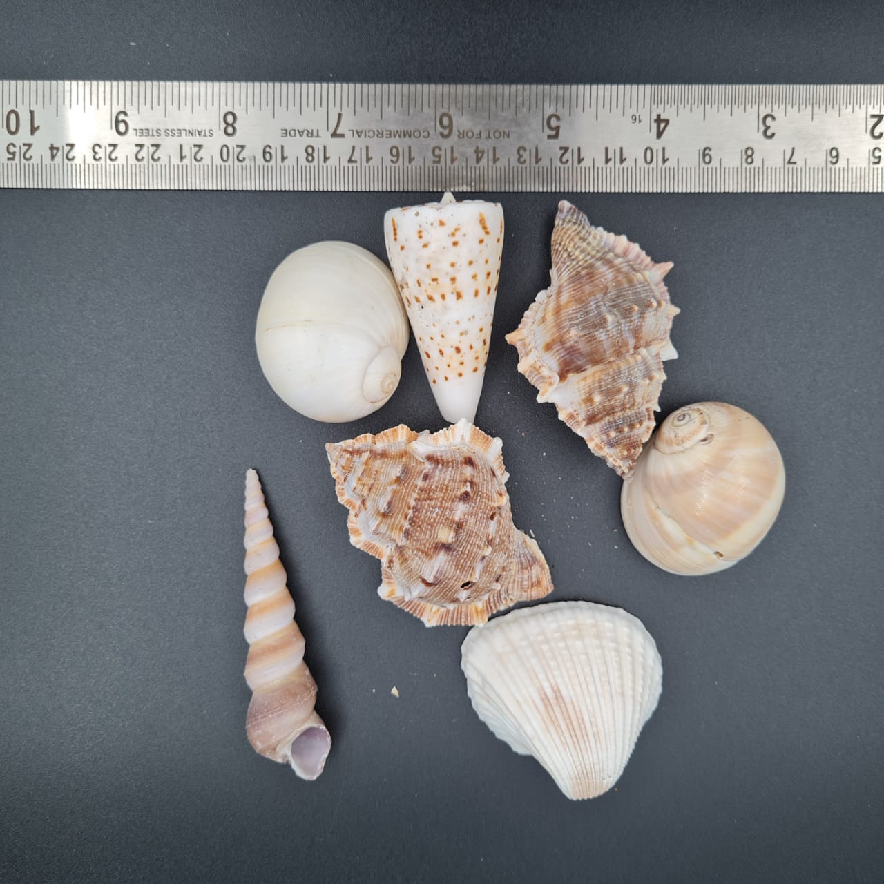 Arteria. Natural Sea Shells mix shapes Large Size