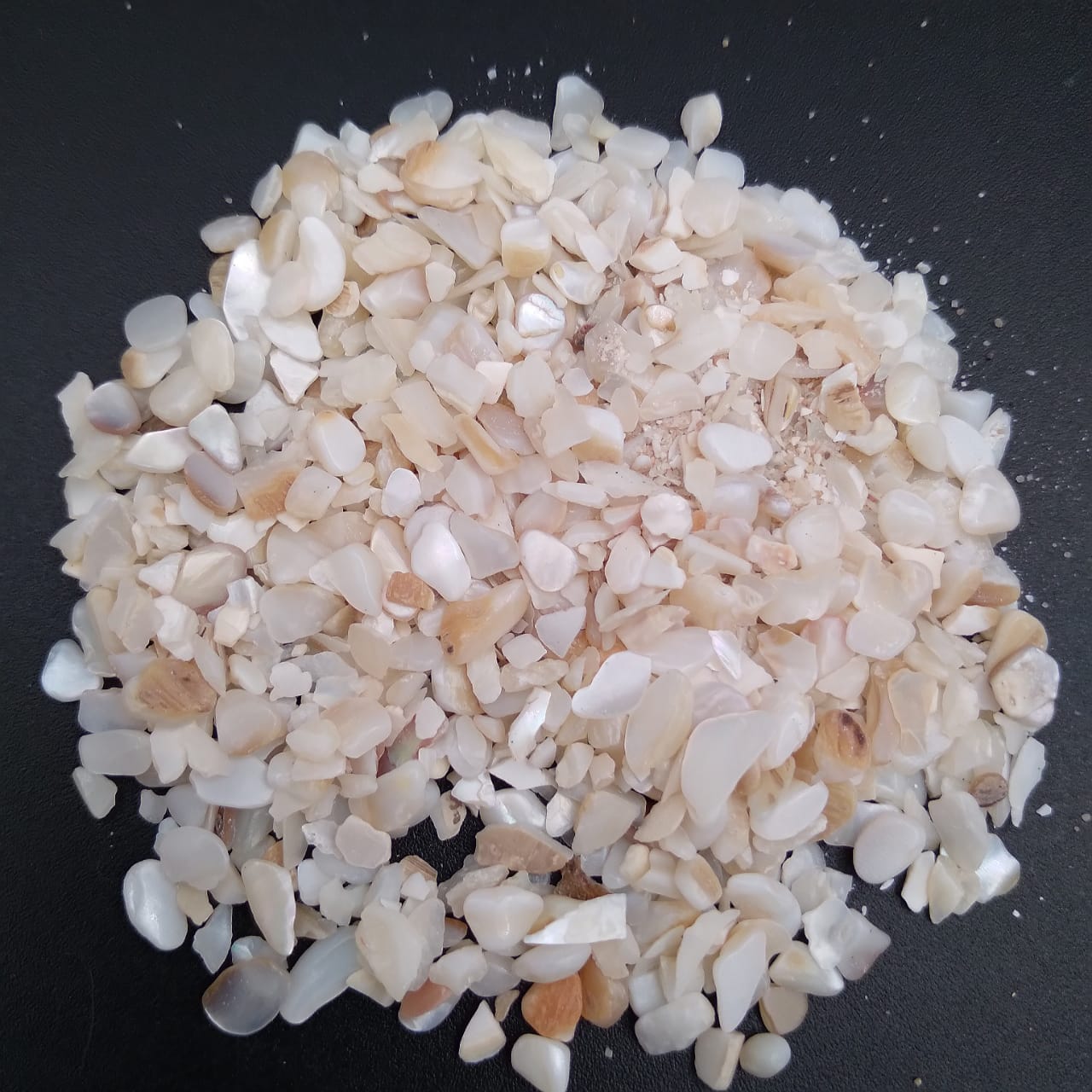 Arteria. Ivory Shell Chips