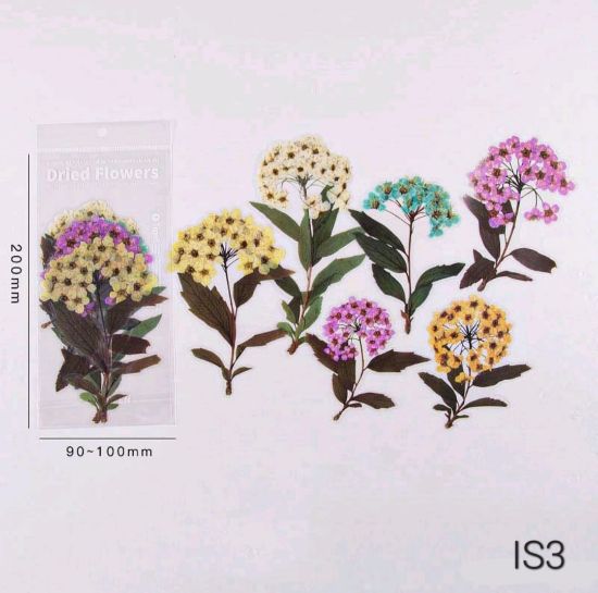 Arteria. Transparent Insert Cutouts- Multi Flowers